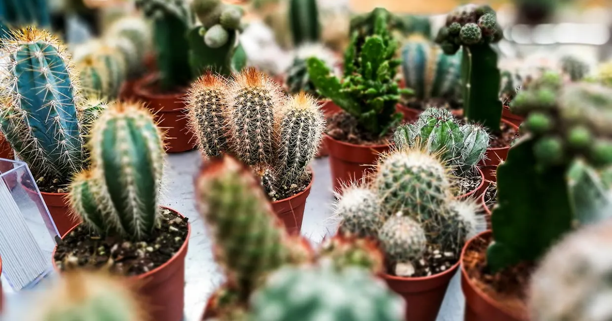 Cuidados del cactus en maceta y en jardín | Administra todo tu hogar